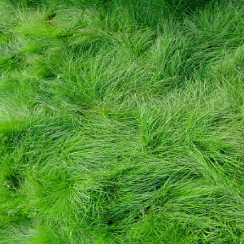 Creeping Red Fescue Grass Seed Shade Tolerant Fescue 1 And 5 Pound P